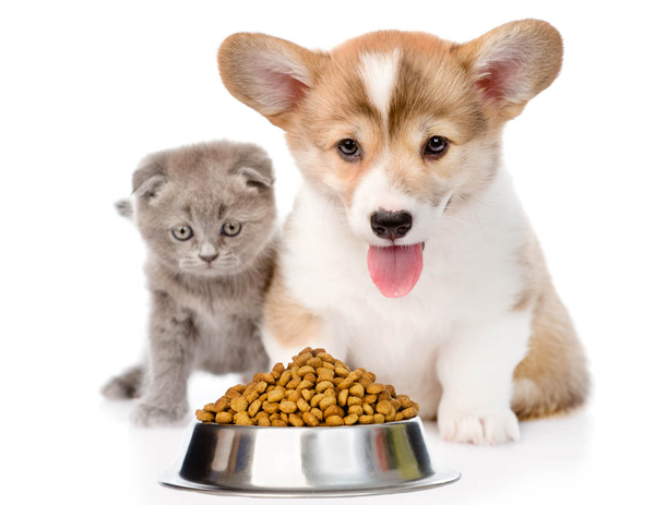 Review Các Loại Hạt Cho Chó Tốt Nhất Hiện Nay - Alo Pet